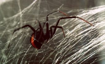 Redback Spider Envenoming • LITFL • Toxicology Library