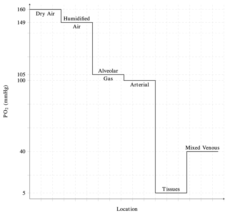 Tissue Oxygenation Assessment • Litfl • Ccc Physiology