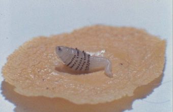 Furuncular myiasis • LITFL