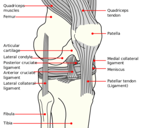 Patellar dislocation • LITFL • Trauma Library