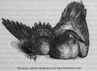 John Call Dalton Jr • LITFL • Medical Eponym Library