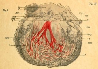 Sunao Tawara Archives • LITFL