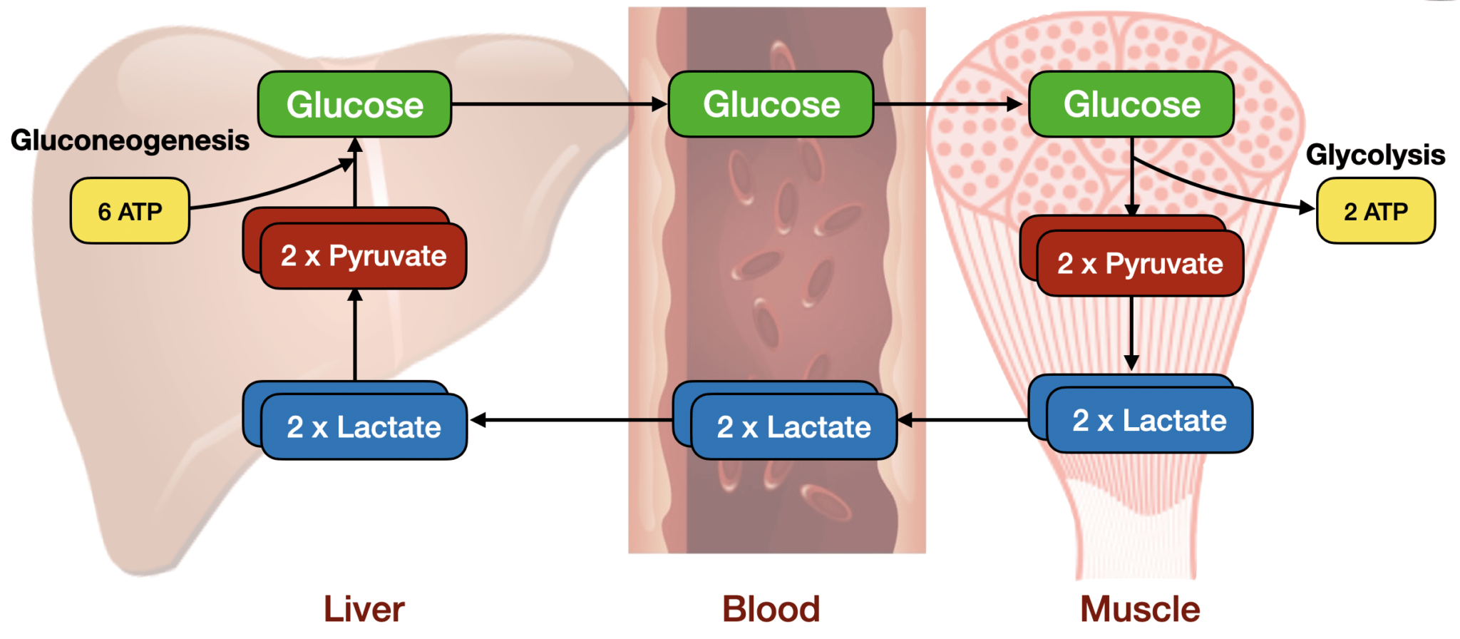 Gerty Cori • LITFL • Medical Eponym Library