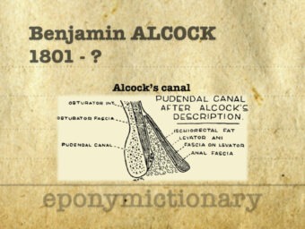 Canalis pudendalis Archives • LITFL