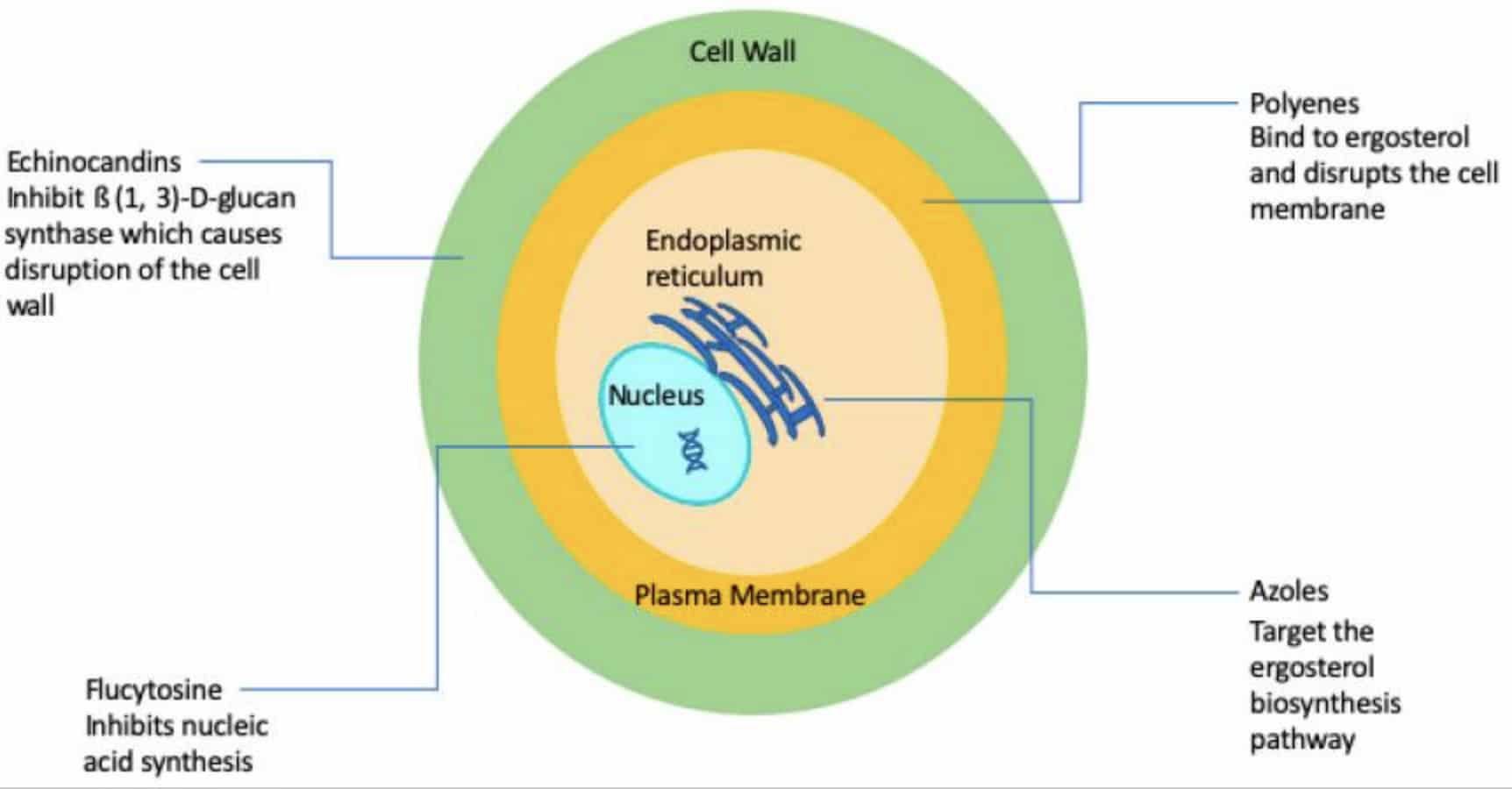 Fungi and Anti-fungal Agents • LITFL • CCC Infectious diseases