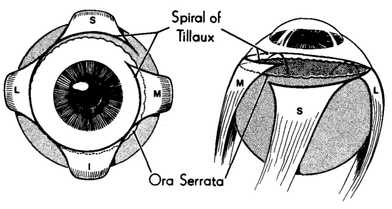 Paul Tillaux • LITFL • Medical Eponym Library