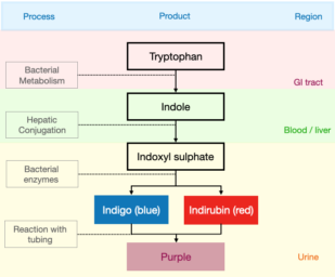 Purple urine • LITFL • Unusual Urine