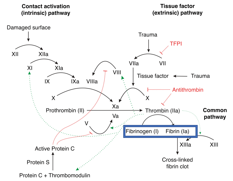 Fibrinogen Concentrate LITFL Fibrinogen Concentrate LITFL