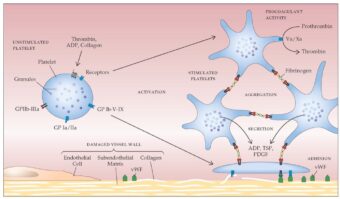 Platelets (for transfusion) • LITFL