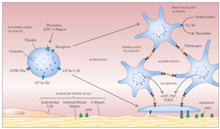 Platelets (for transfusion) • LITFL