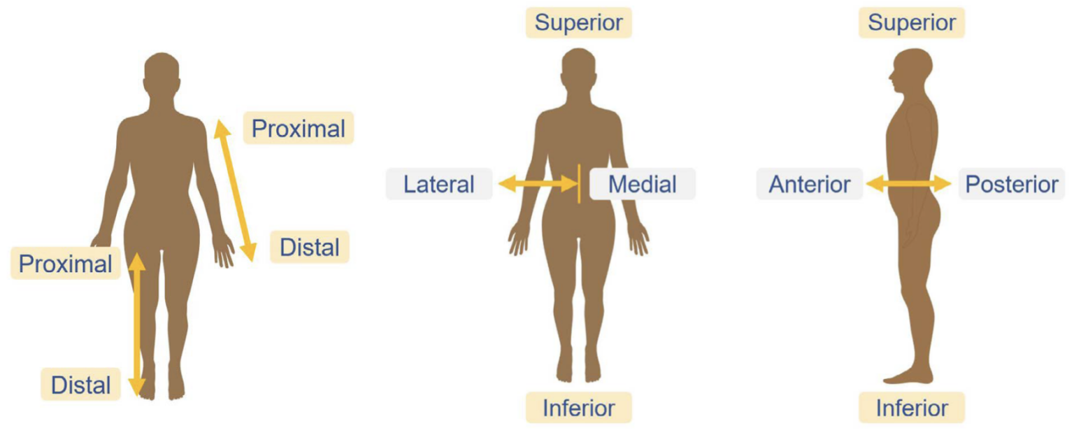 Abdominal CT: Basics • LITFL • Radiology library