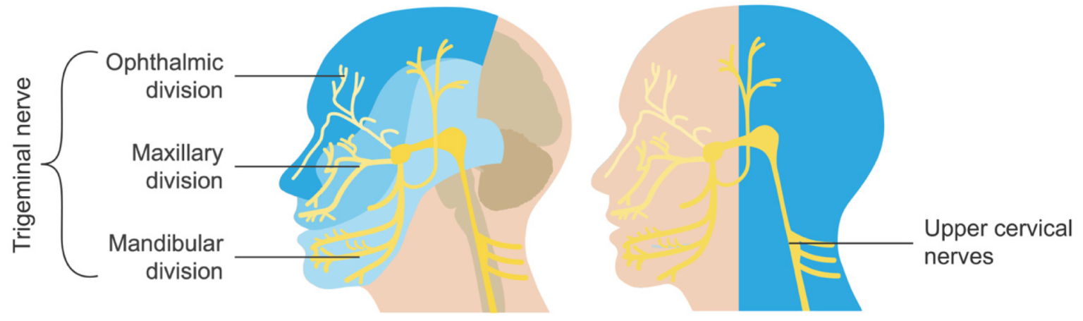Headache aetiology • LITFL • Neurology library