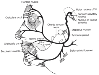 Seventh Cranial Nerve Lesions • LITFL • FFS