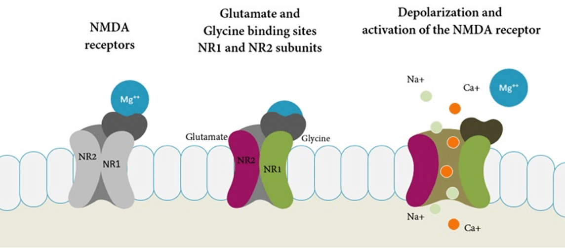 Anti-NMDA Receptor Encephalitis • LITFL • FFS