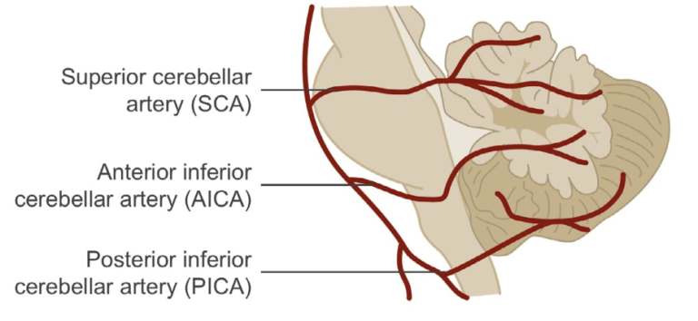 Neuro 101: Cerebellum and Basal Ganglia • LITFL • Neurology library