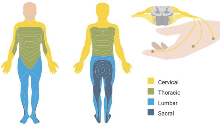 Neuro 101: Spinal Cord • LITFL • Neurology library