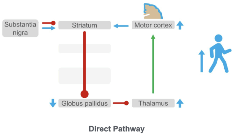 Neuro 101: Cerebellum and Basal Ganglia • LITFL • Neurology library