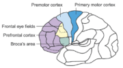 Neuro 101: Cerebral Hemispheres • LITFL • Neurology library