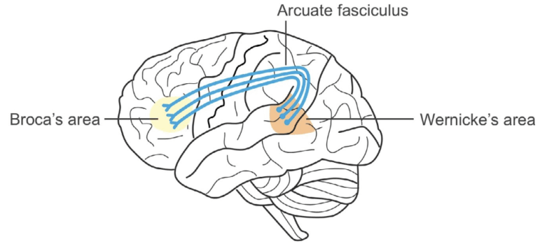 Neuro 101: Cerebral Hemispheres • LITFL • Neurology library