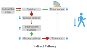 Neuro 101: Cerebellum and Basal Ganglia • LITFL • Neurology library