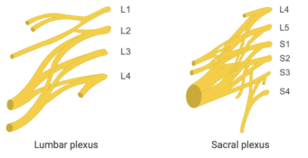 Neuro 101: Peripheral Nervous System • LITFL • Neurology library