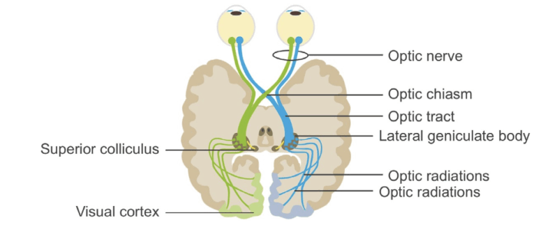 Neuro 101: Cranial Nerves • LITFL • Neurology library
