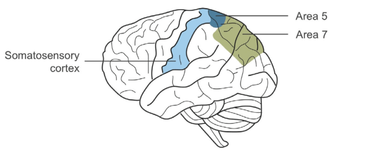 Neuro 101: Cerebral Hemispheres • LITFL • Neurology library