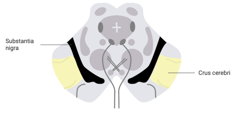 Neuro 101: Brainstem • LITFL • Neurology library