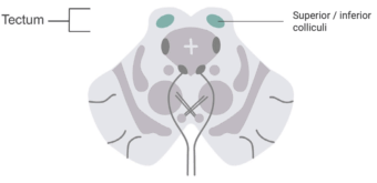 Neuro 101: Brainstem • LITFL • Neurology library