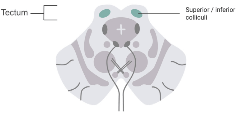Neuro 101: Brainstem • LITFL • Neurology library