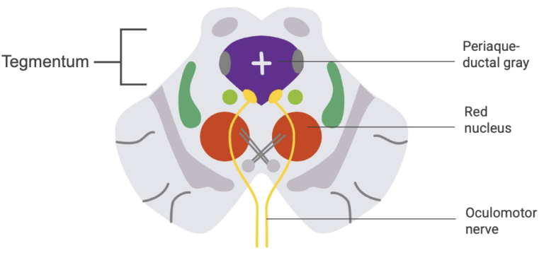 Neuro 101: Brainstem • LITFL • Neurology library