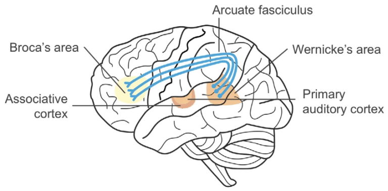 Neuro 101: Cerebral Hemispheres • LITFL • Neurology library