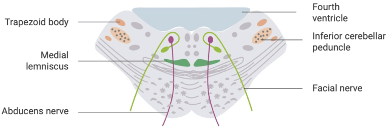 Neuro 101: Brainstem • LITFL • Neurology library