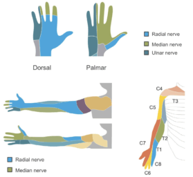 Neuro 101: Peripheral Nervous System • LITFL • Neurology library