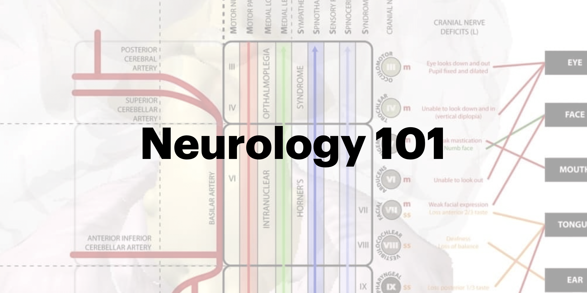 Neuro 101: Spinal Cord • LITFL • Neurology library