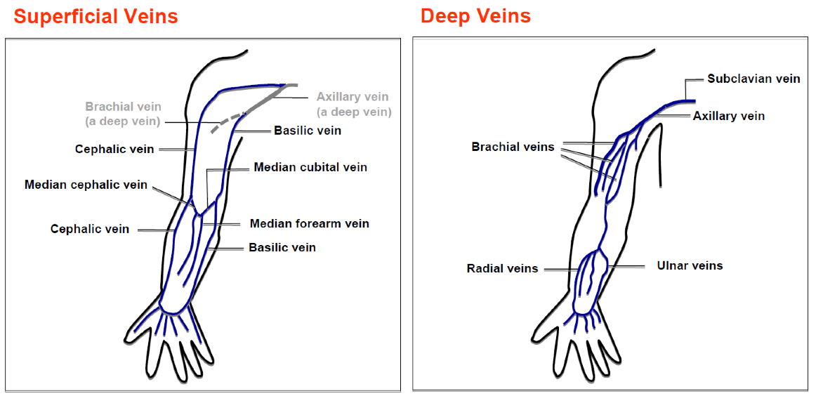 Superficial venous thrombosis • LITFL • Fellowship Notes