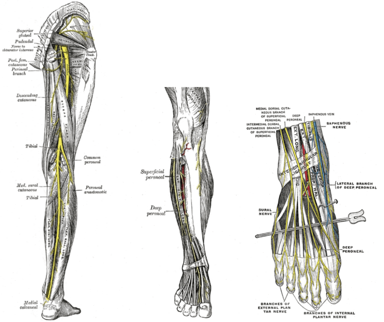 Common Peroneal Nerve Lesions • LITFL • FFS