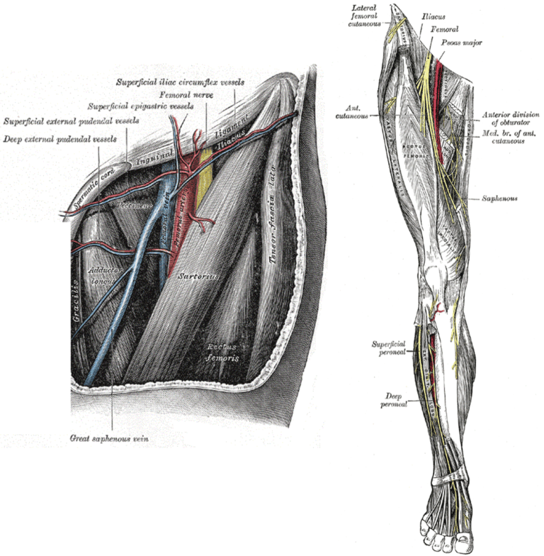 Femoral nerve lesions • LITFL • FFS