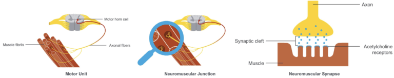 Neuro 101: Peripheral Nervous System • LITFL • Neurology library