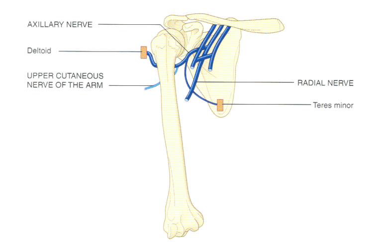 Axillary Nerve Lesions • LITFL • FFS