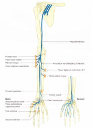 Median Nerve Lesions • LITFL • FFS