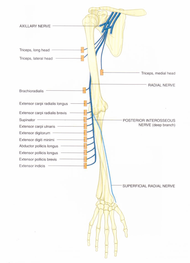 Radial Nerve Lesions • LITFL • FFS