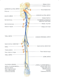 Sciatic nerve lesions • LITFL • FFS