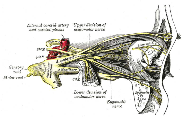 Fifth Cranial Nerve Lesions • LITFL • FFS