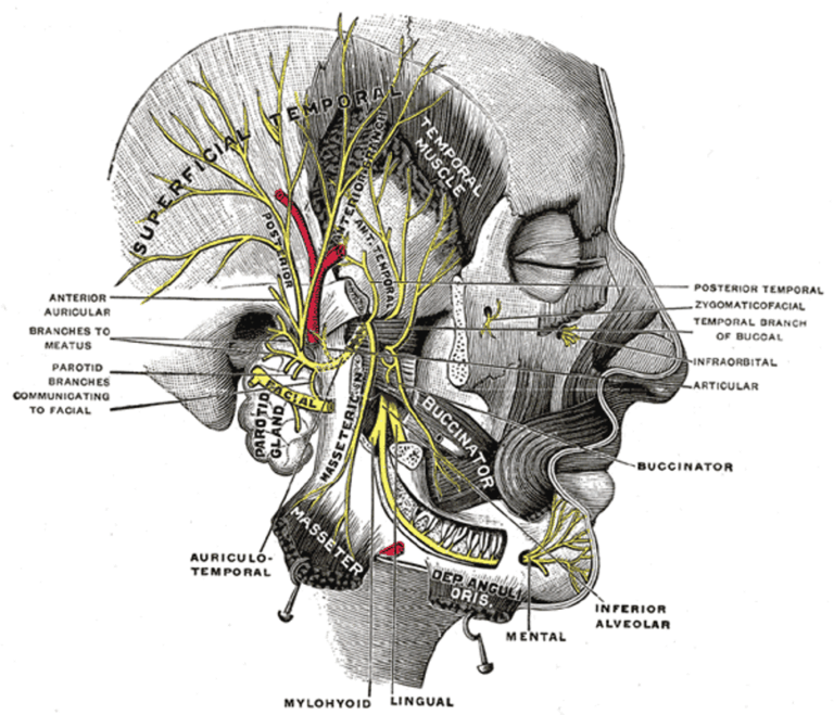 Fifth Cranial Nerve Lesions • LITFL • FFS