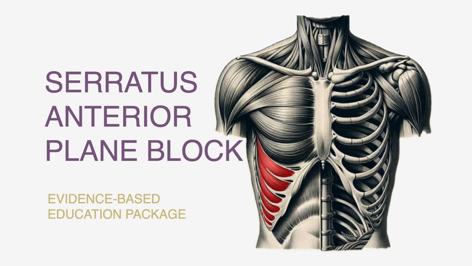 Serratus Anterior Plane Block • LITFL • Emergency Procedure